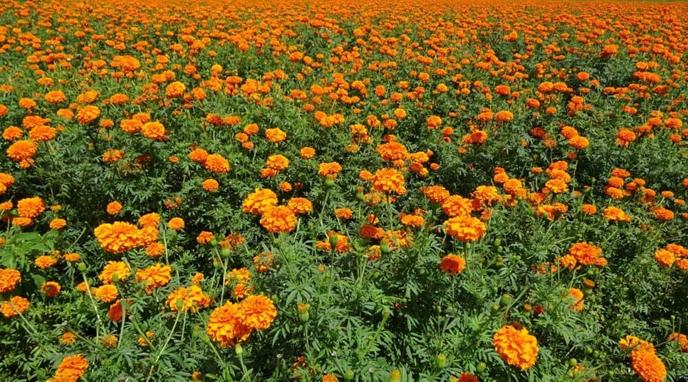 What Does Calendula Smell Like? | OdorAnswers.com
