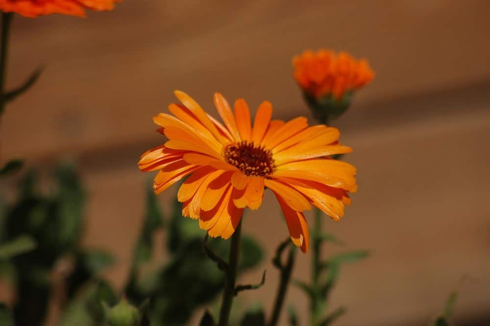 What Does Calendula Smell Like? | OdorAnswers.com