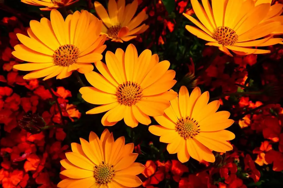What Does Calendula Smell Like? | OdorAnswers.com
