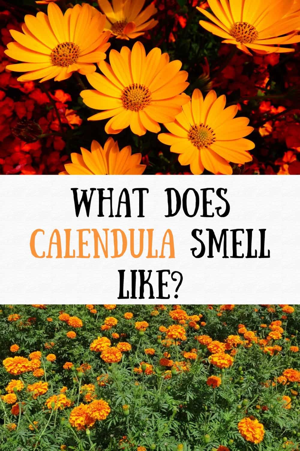 What Does Calendula Smell Like? | OdorAnswers.com